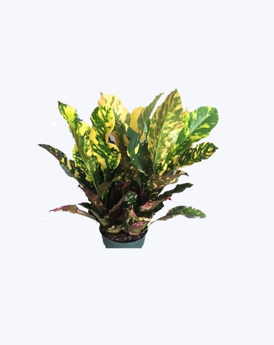 Indoor Plant Archives - Nursery Online