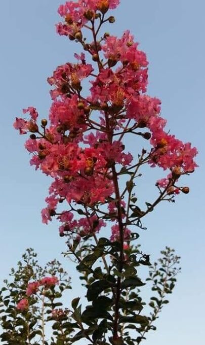 Trees Archives - Nursery Online